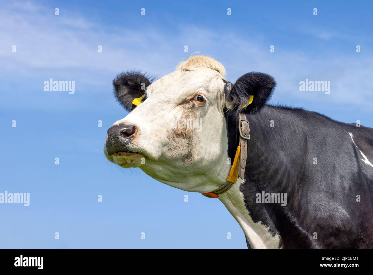 Cow looking suspicious, chin raised high, black and white, head in the ...
