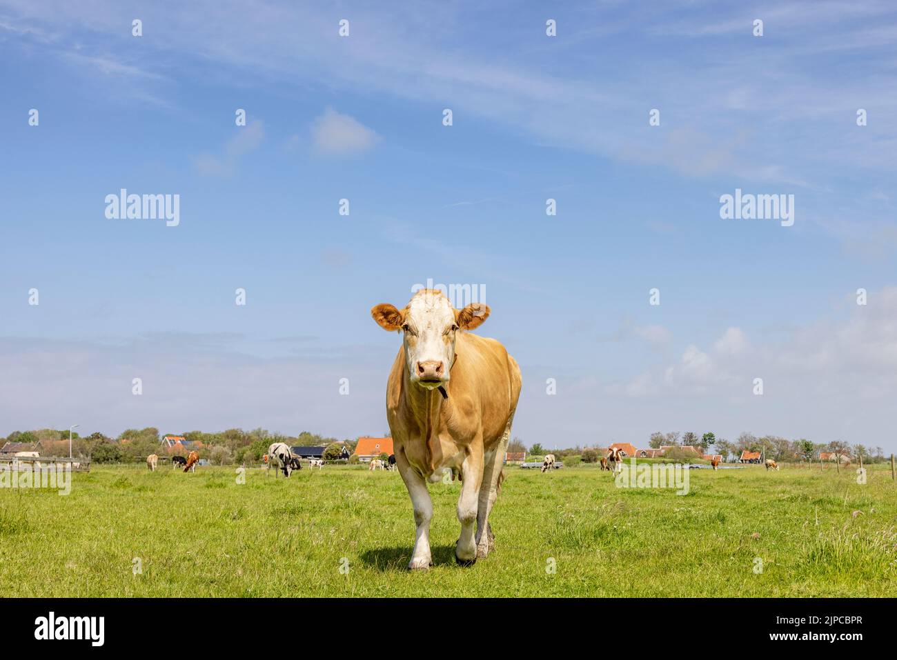Caramel cow, colored soft brown walking alone in field, looking, in a ...