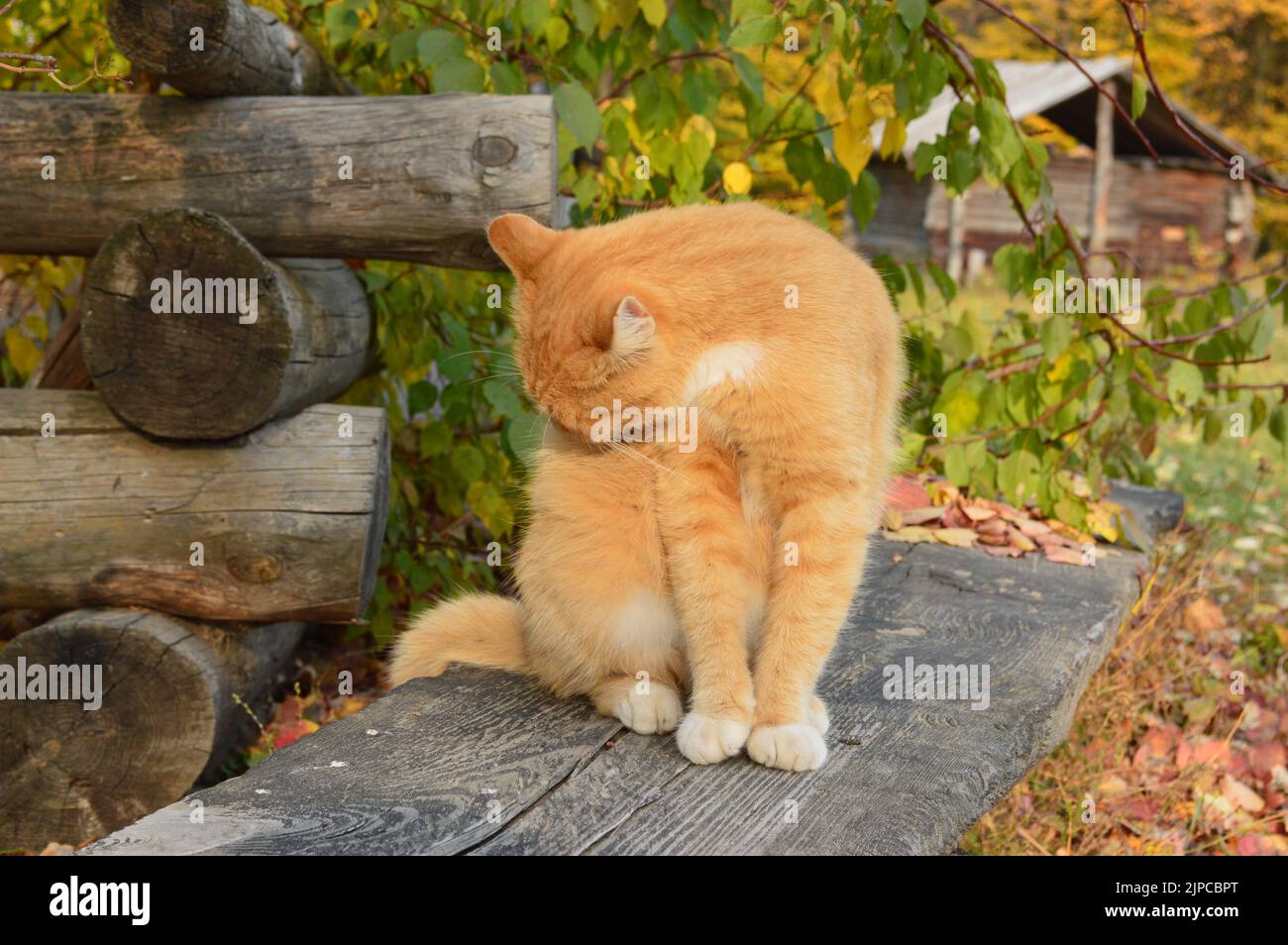 Banch of leaves hi-res stock photography and images - Alamy