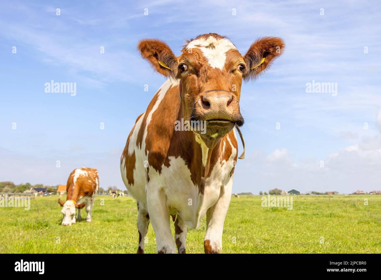 Nosy cow, looking curious, oncoming in a green field, approaching ...