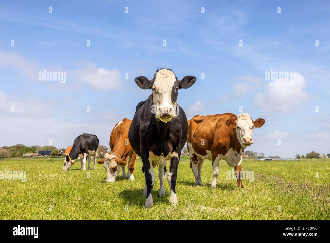 Beautiful and curious cow in the landscape hi-res stock photography and ...