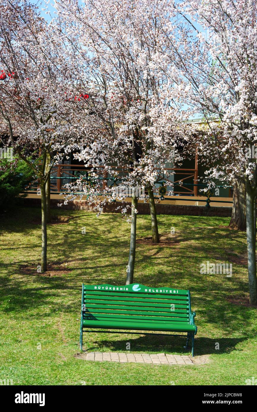 Green wooden bench within blossoming trees in spring and green grass at ...