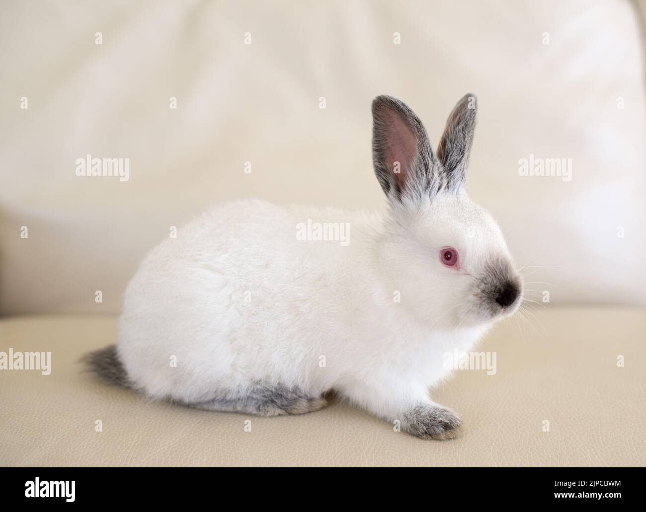 White Dwarf Rabbit Red Eyes