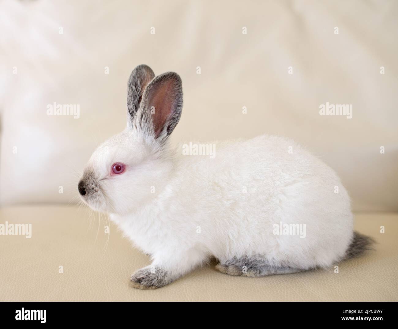 Side view of white cute rabbit with red eyes sitting isolated on white ...
