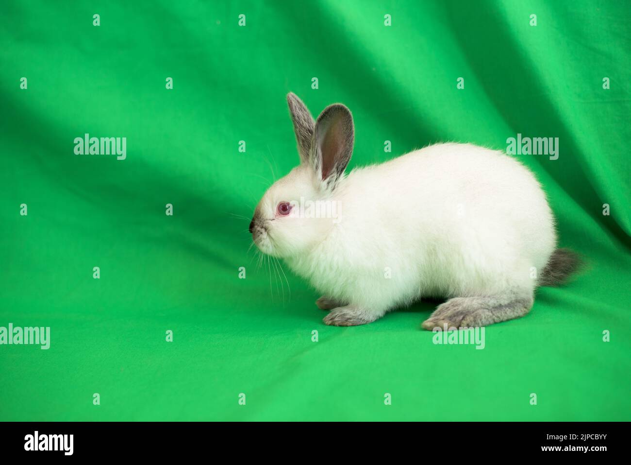 A little white bunny on a green background Stock Photo - Alamy
