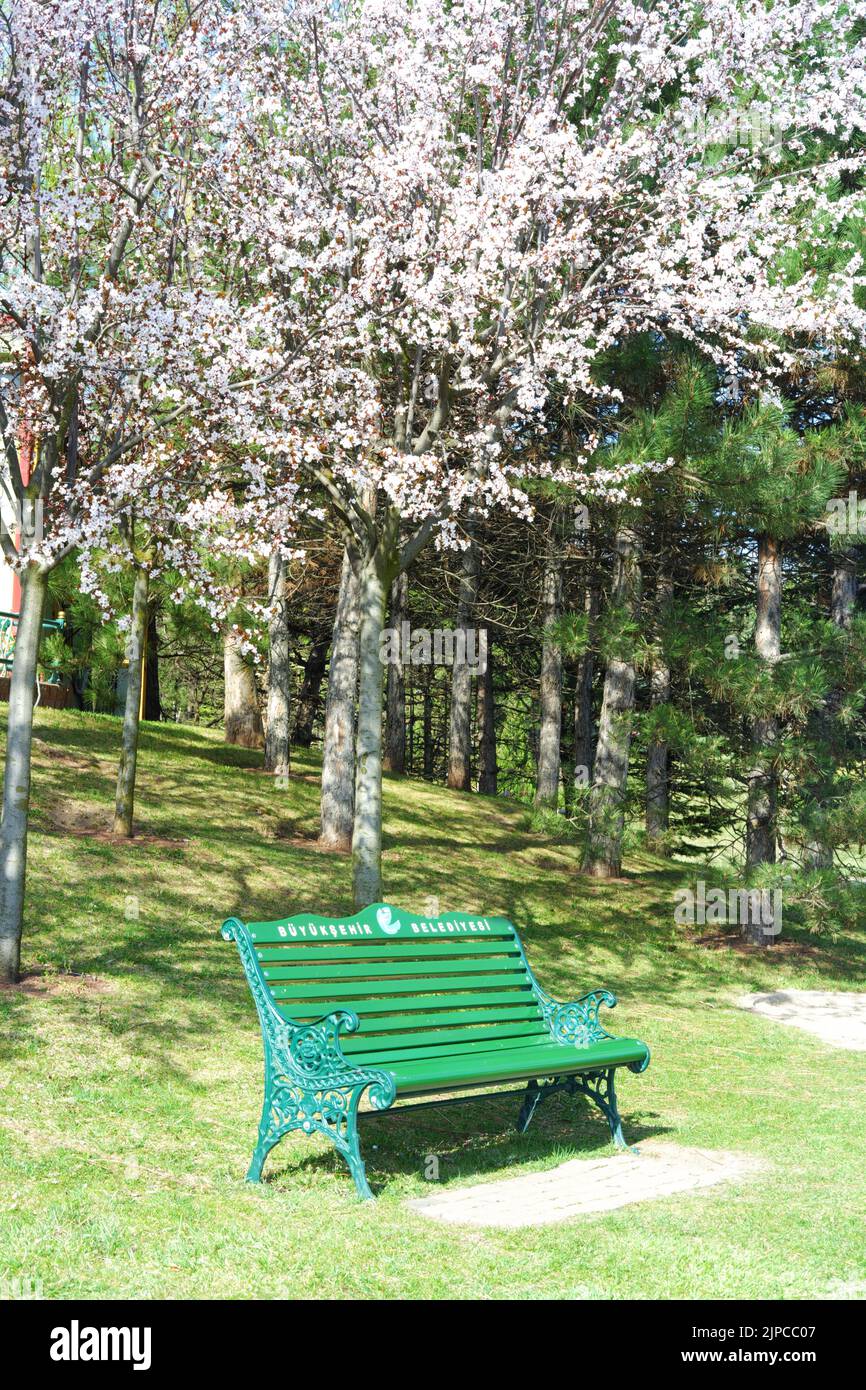 Bech trees hi-res stock photography and images - Alamy