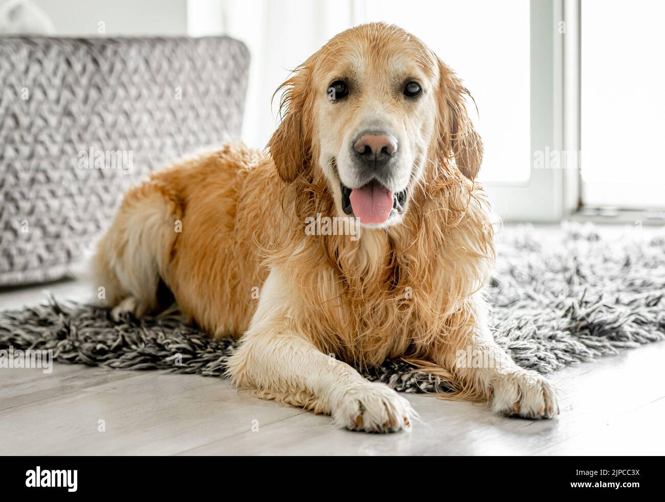 Golden retriever dog at home Stock Photo - Alamy