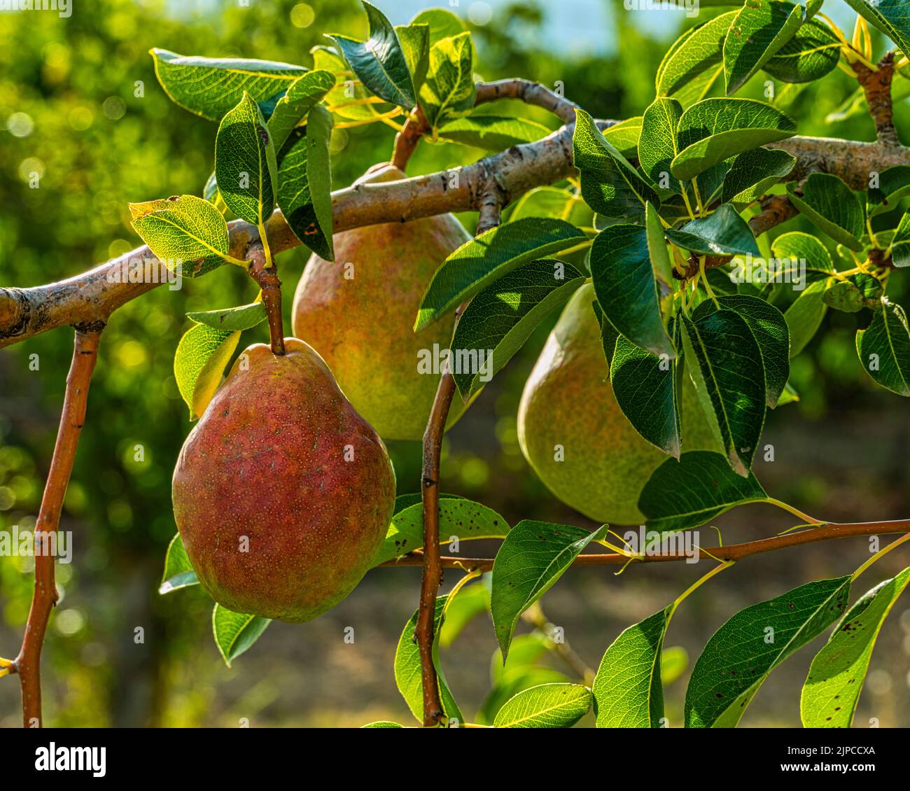 Pear from organic cultivation, ripe red and green ready to be harvested ...
