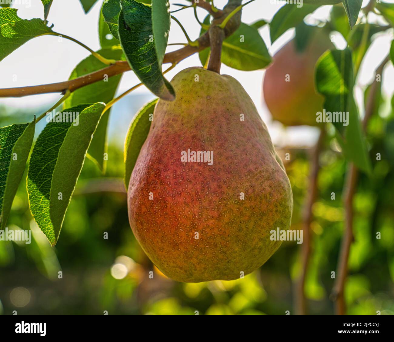 Pear from organic cultivation, ripe red and green ready to be harvested ...