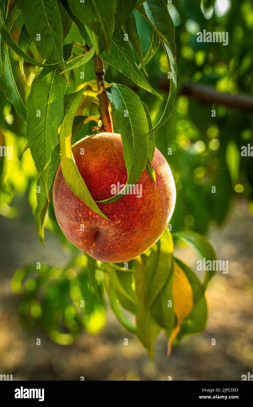 Percoca peach, variety of peach with compact yellow flesh and adherent ...