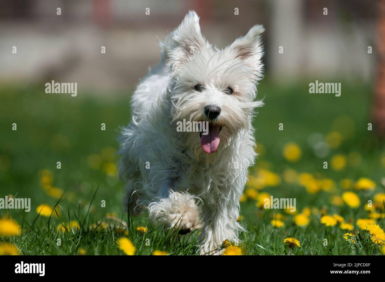 Small white fluffy Miniature Schnauzer (Zwergschnauzer) dog running on ...