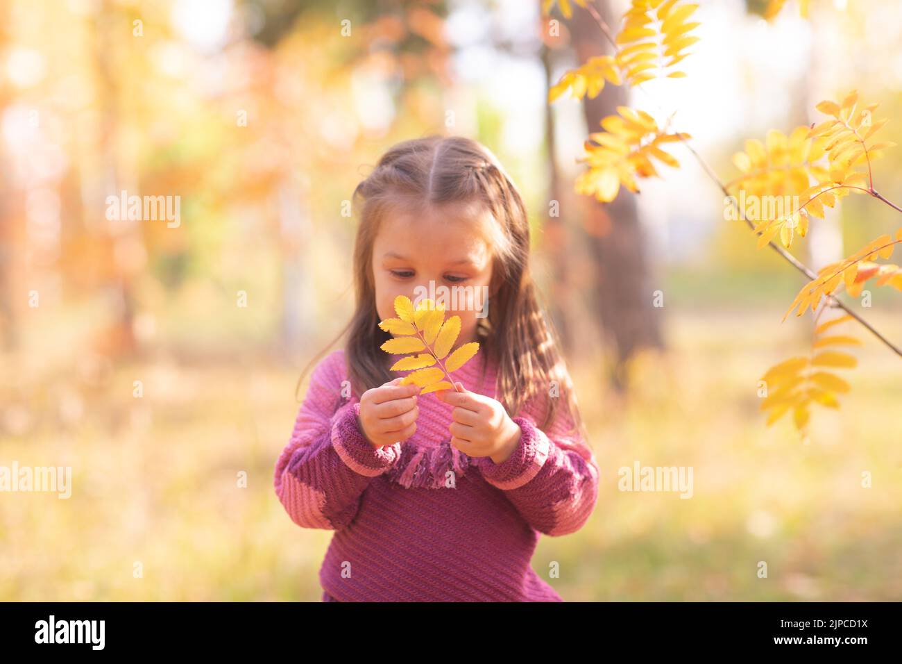 Cute little girl in autumn park with orange and yellow color leaves ...