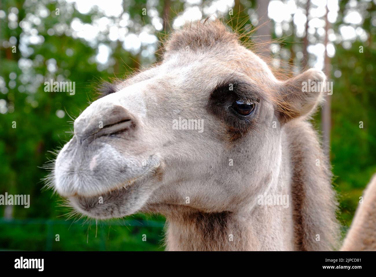 Camel front face hi-res stock photography and images - Alamy