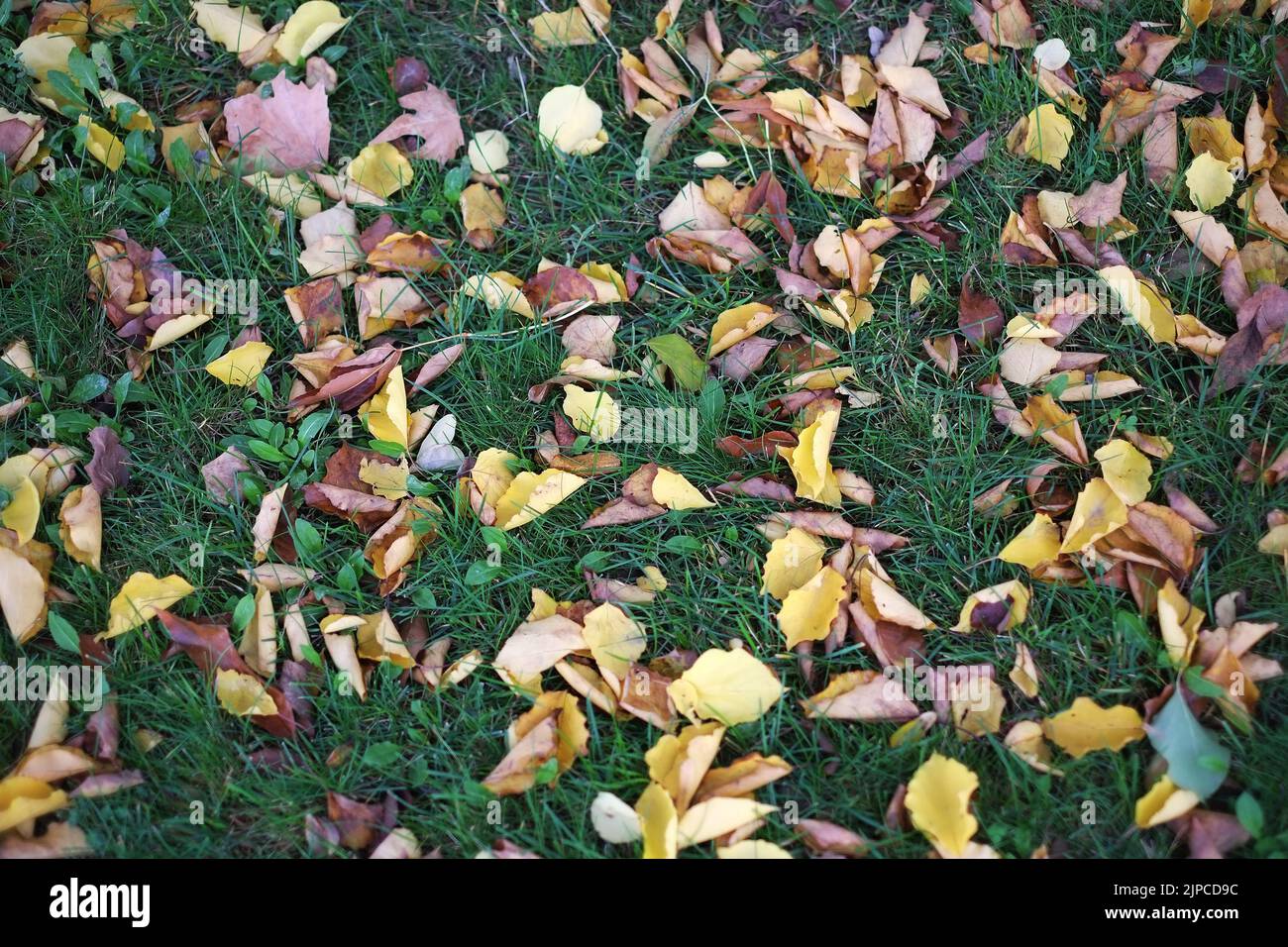 Trees backgrounds hi-res stock photography and images - Alamy