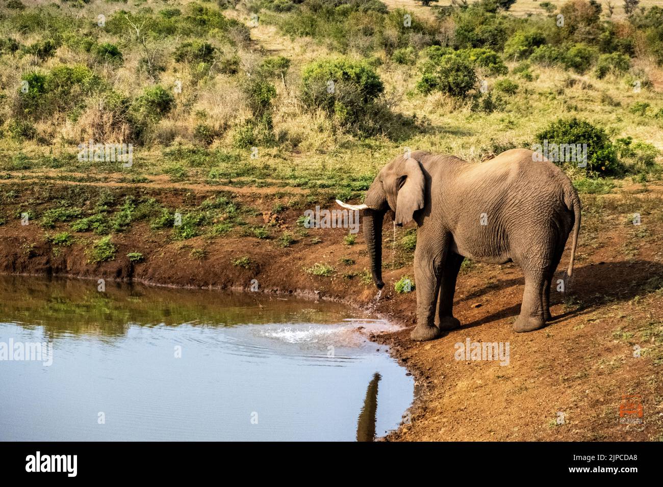 A scenic view of an elephant drinking water from a pond Stock Photo - Alamy