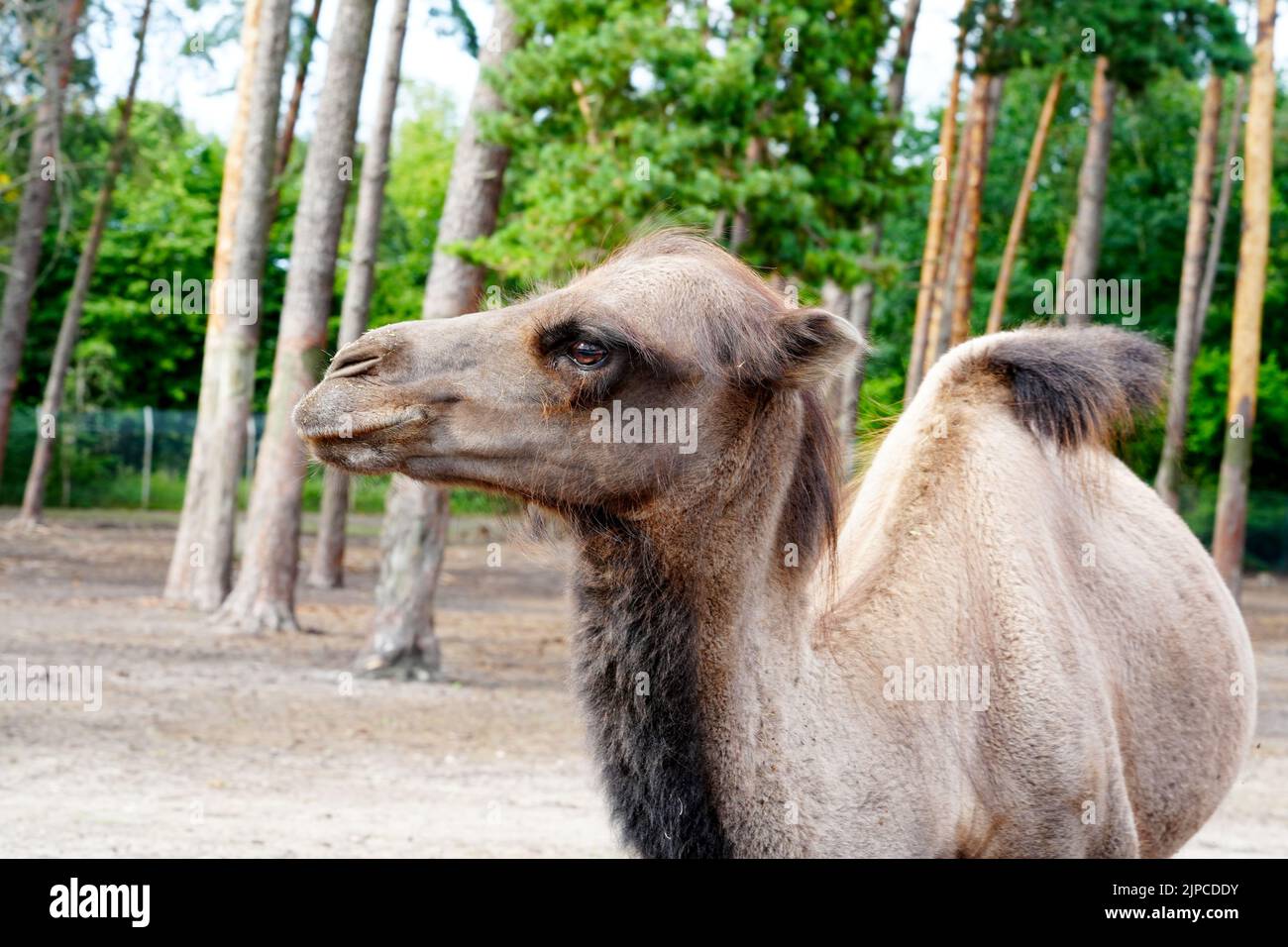 Camel front face hi-res stock photography and images - Alamy