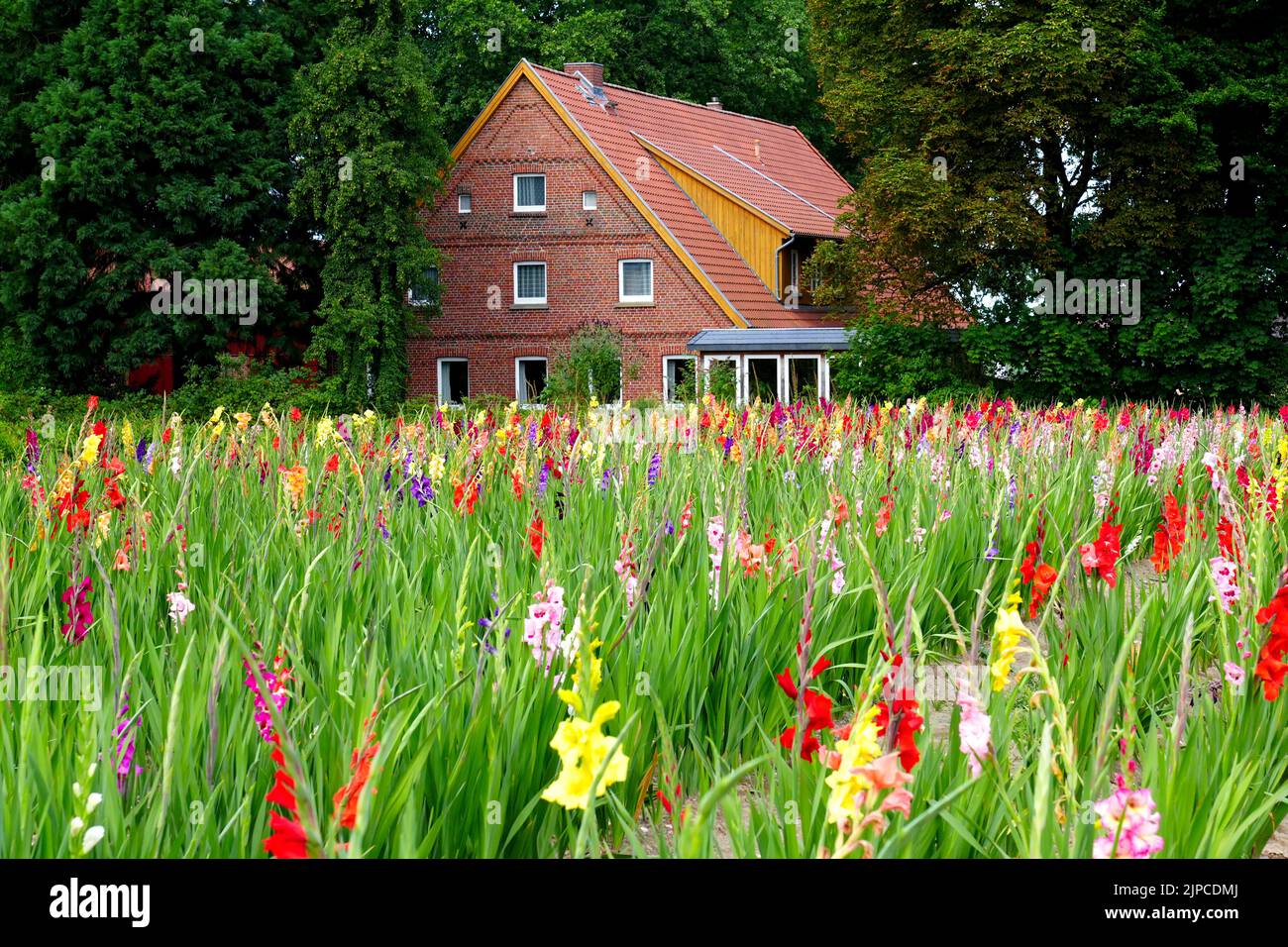 Field of colored gladioli. Farm growing flowers, gladiolus field with ...
