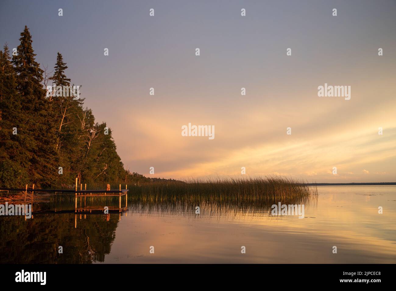 A dusty pink and yellow sky, boat dock, and lakeside forest and reeds ...