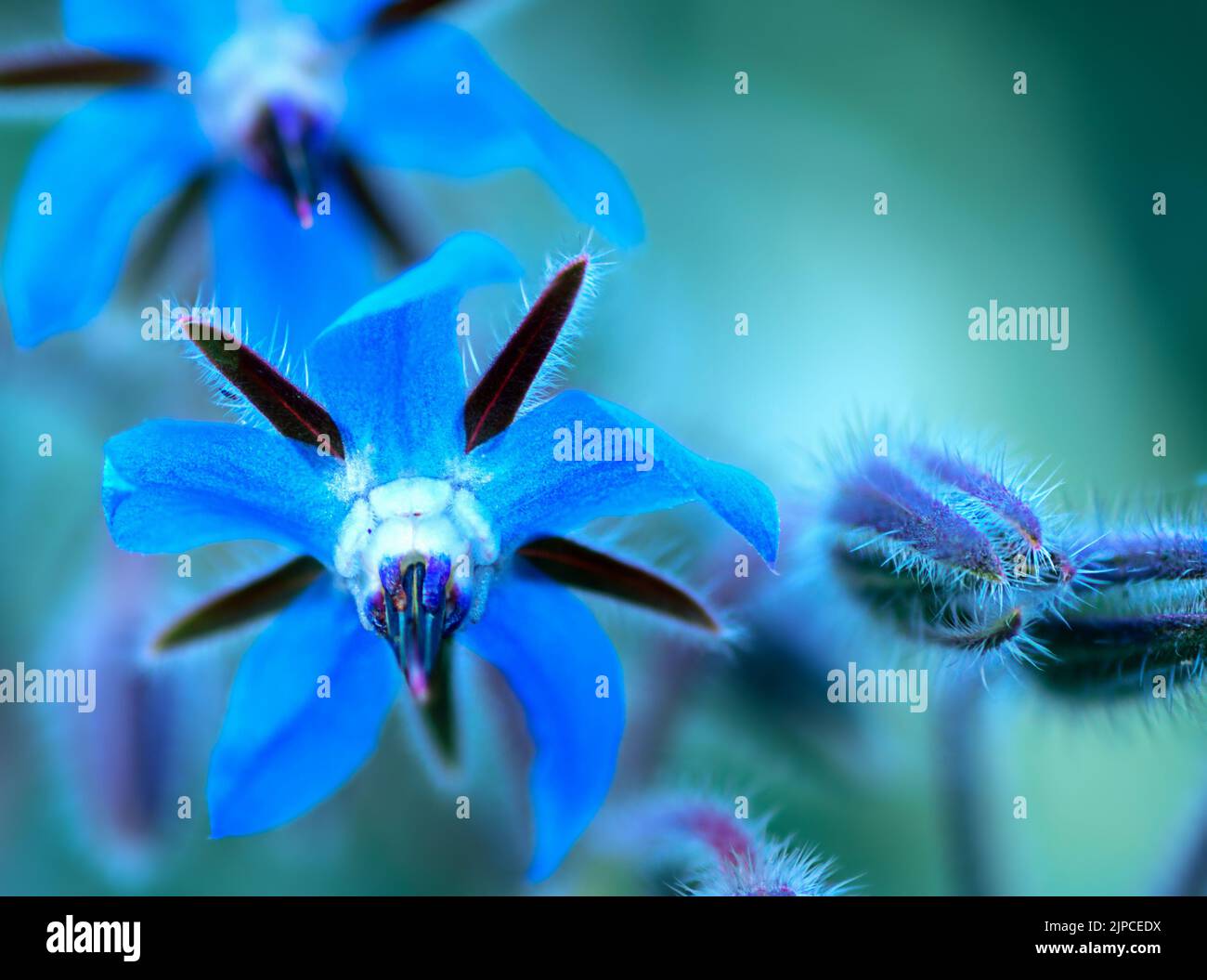 blue flowers that bloom and don't bloom close-up of the clear ...