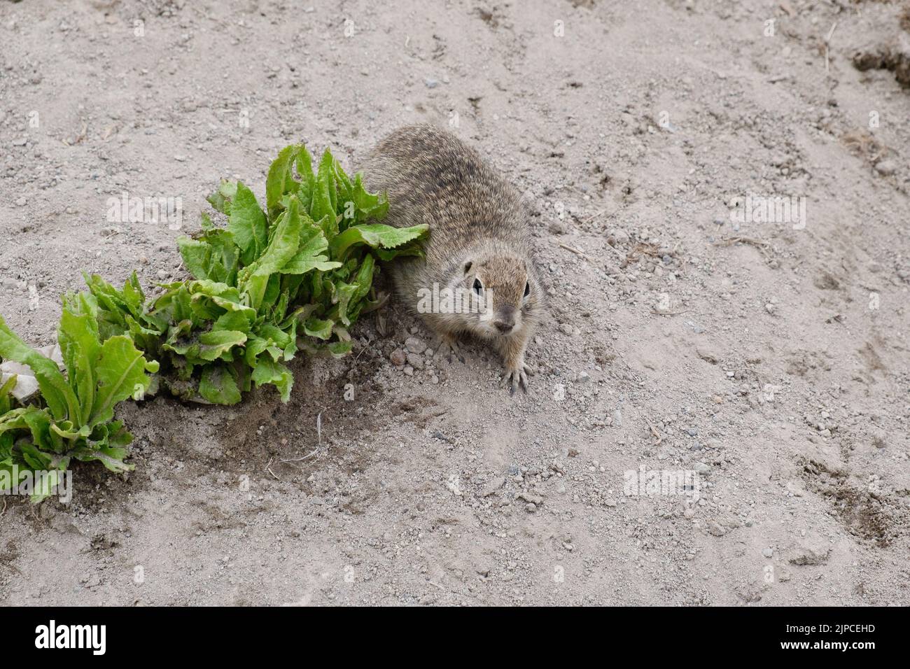 Small grey gopher on the ground is peeking out of his hole. Close-up ...