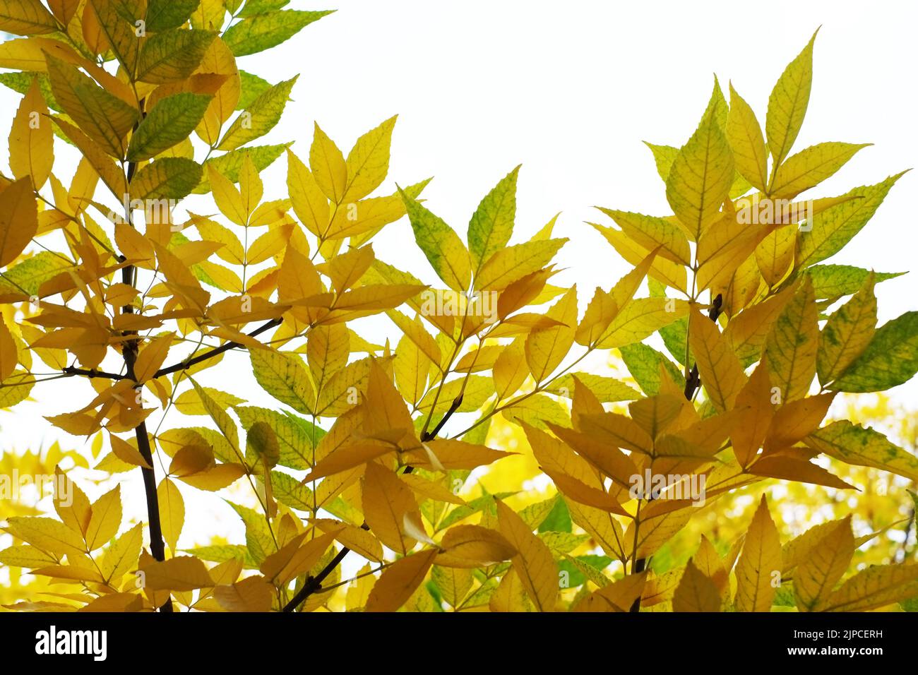 Yellow tree minimal texture background nature photography Stock Photo ...