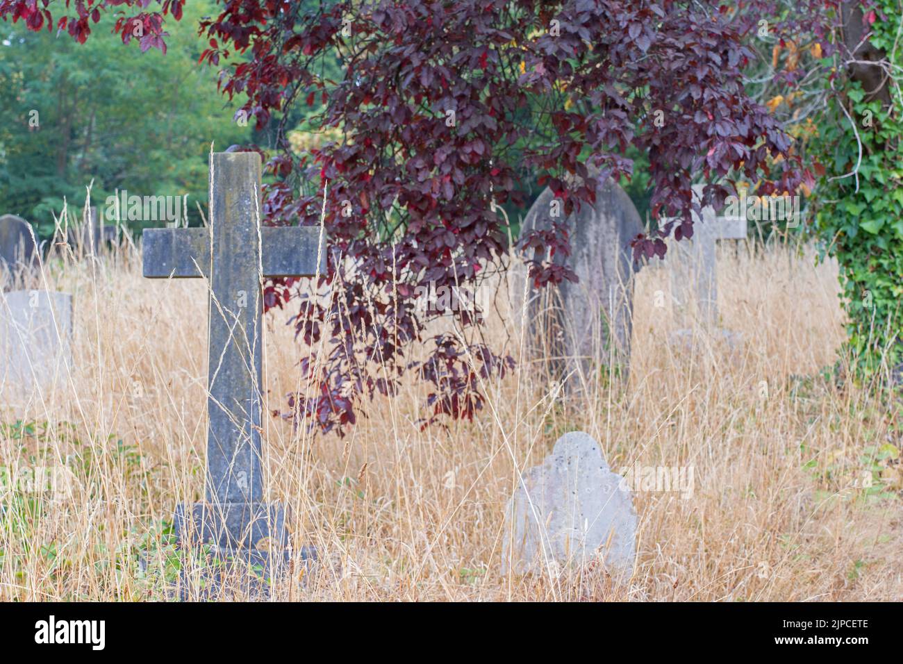 Southampton Old Cemetery on Southampton Common, Southampton, UK Stock ...