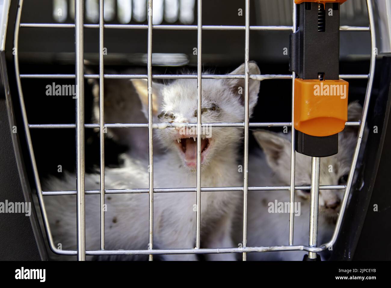 Cat locked cage trap, abandoned animals and hunting Stock Photo - Alamy
