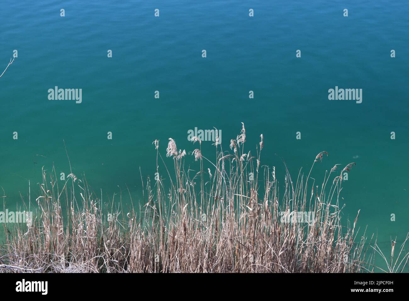Dry bushes at the lake Stock Photo - Alamy