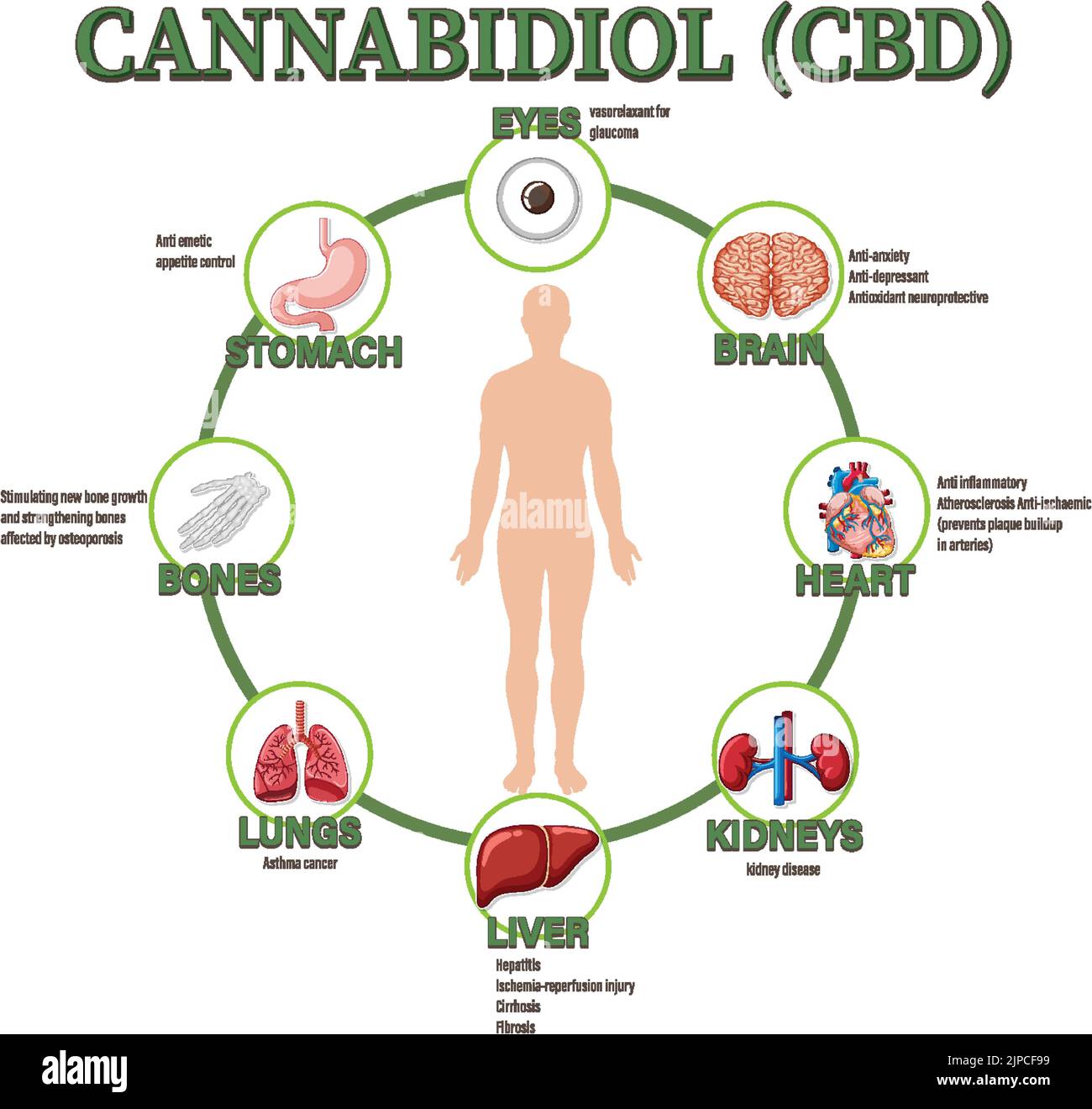 Marijuana plant diagram Stock Vector Images - Alamy