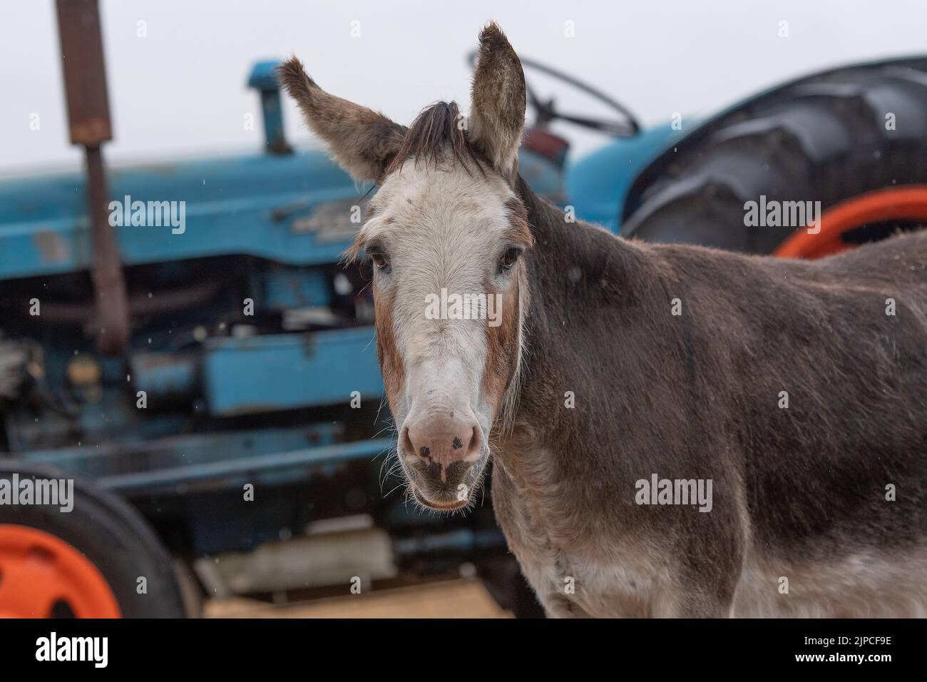 old donkey in farmyard with tractor Stock Photo - Alamy