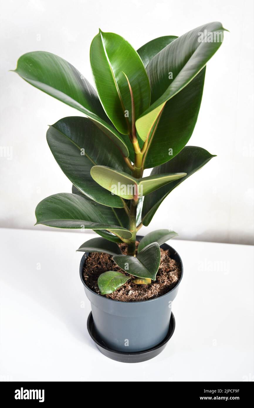 Ficus elastica robusta houseplant, commonly known as a rubber tree ...