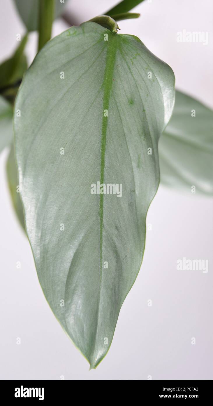 Philodendron silver sword leaf (Philodendron hastatum). Close up of ...