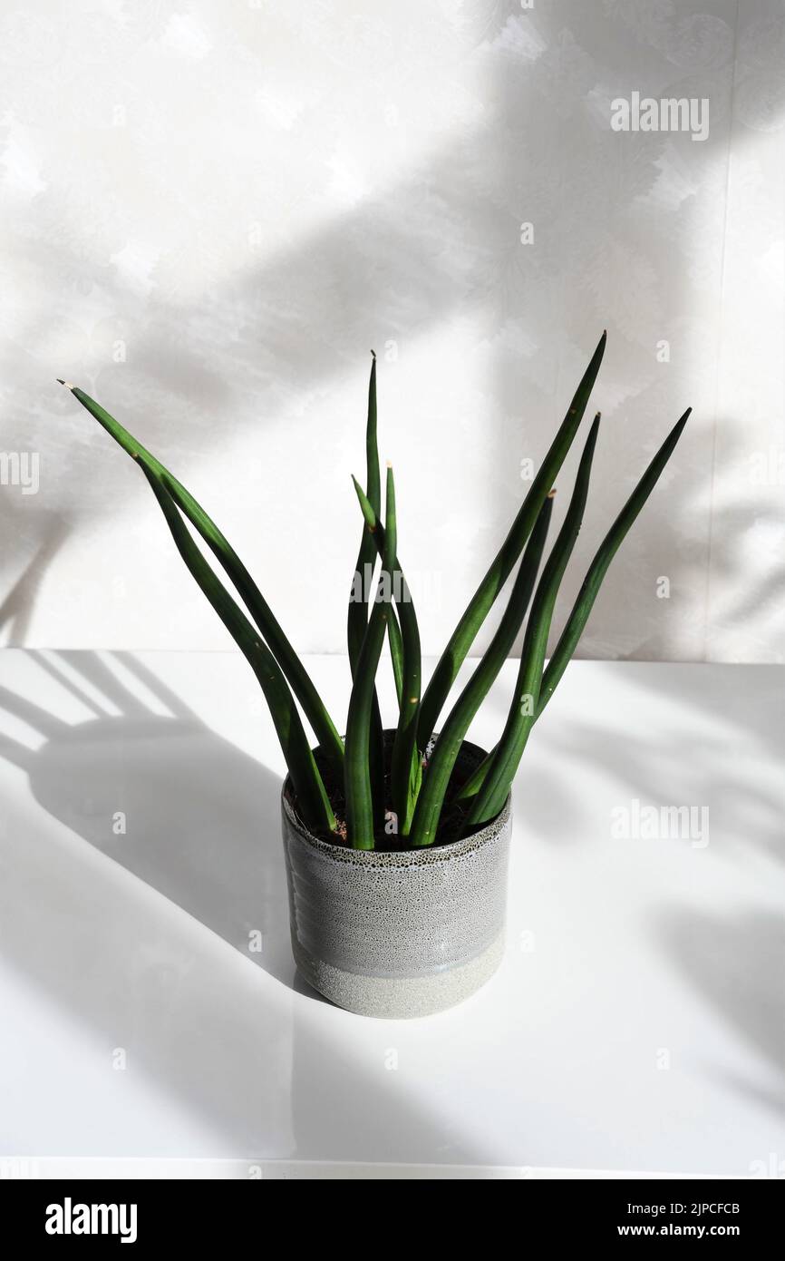 Dracaena angolensis, aka Sansevieria cylindrica, commonly known as ...