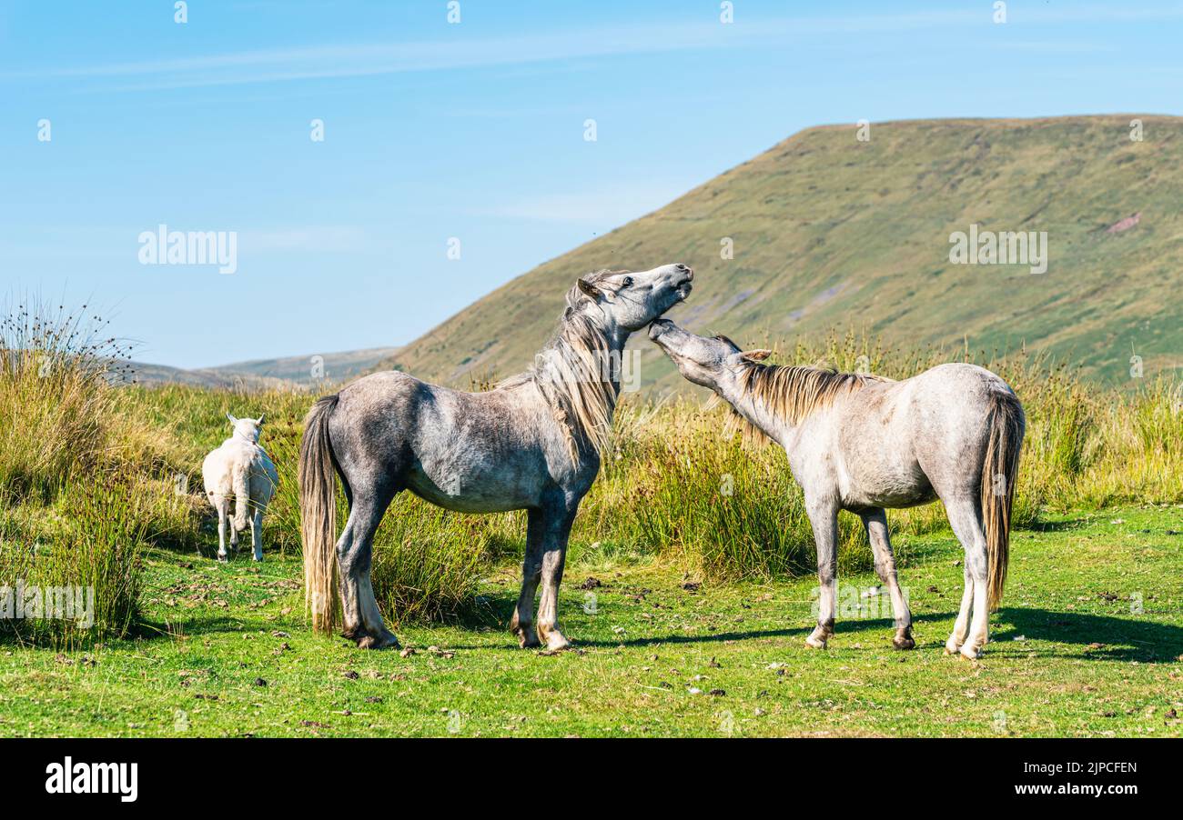 WILD HORSES, Brecon Beacons National Park,Swansea, South Wales, England ...