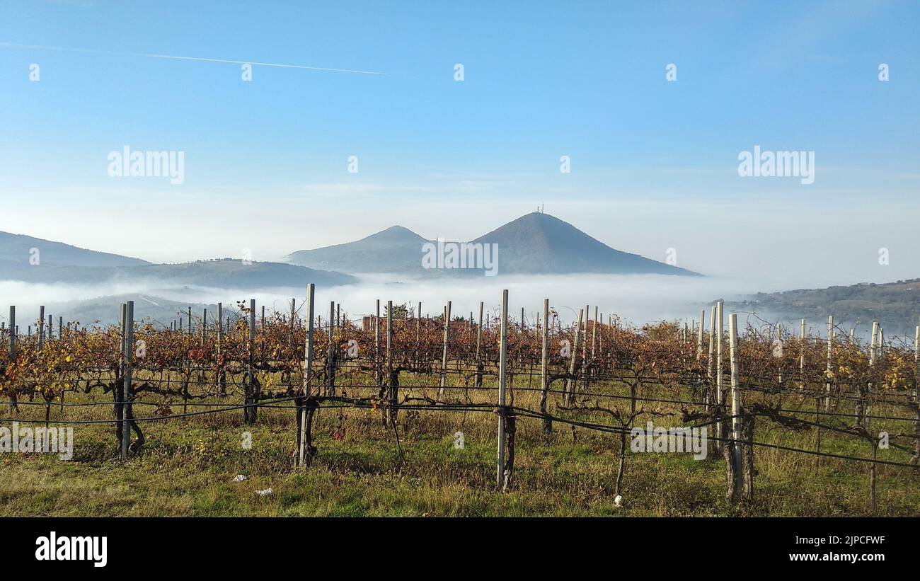 Vineyards top view hi-res stock photography and images - Alamy