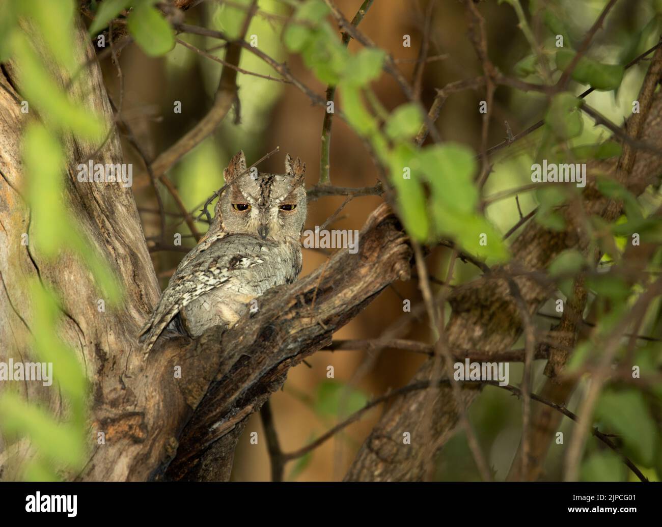The plumage of the African Scops Owl is perfectly camouflaged to blend ...