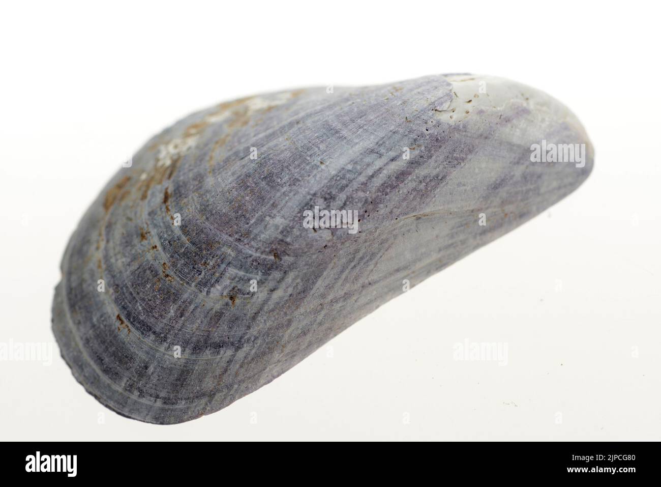 Mytilus hi-res stock photography and images - Alamy