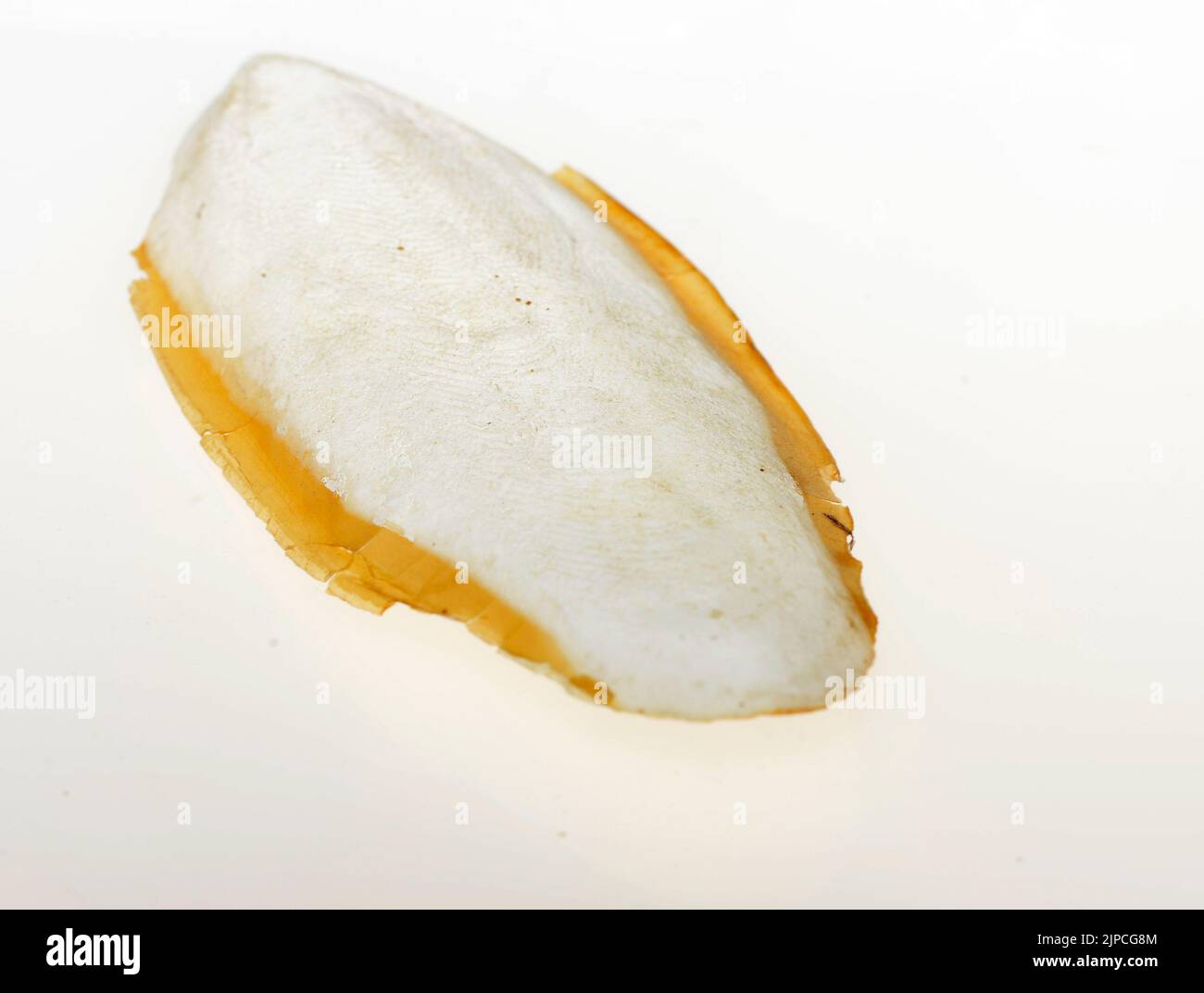 A squid is a mollusc with an elongated soft body, large eyes, eight ...