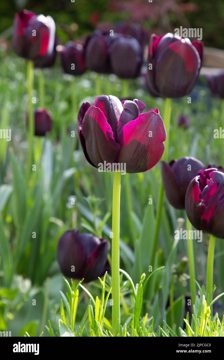 Garden with Paul Scherer Tulip Tulips Tulipa flower flowers flowering ...