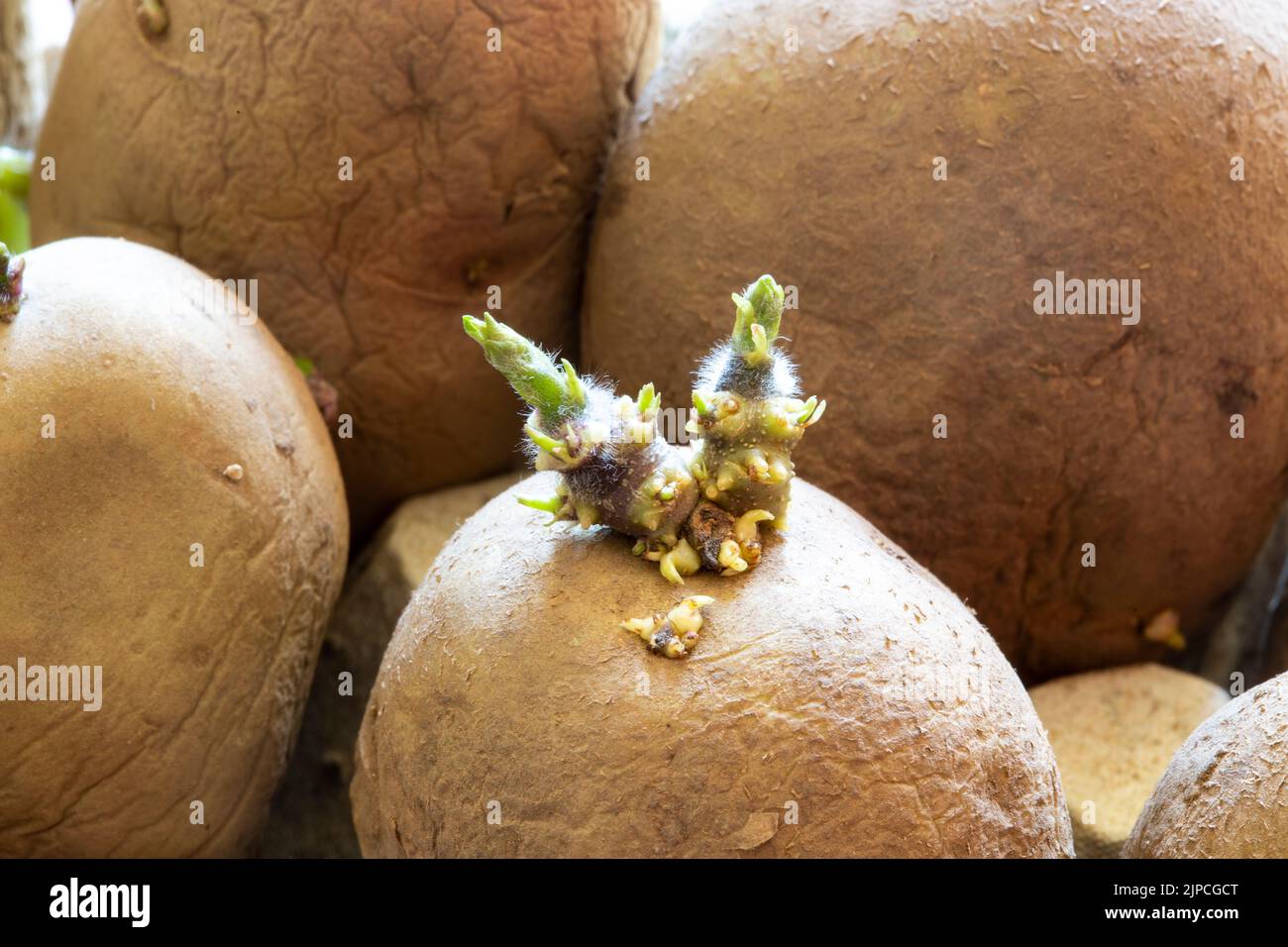 potato chitting seed potatoes - Maris Piper seed potatoes chitting in ...