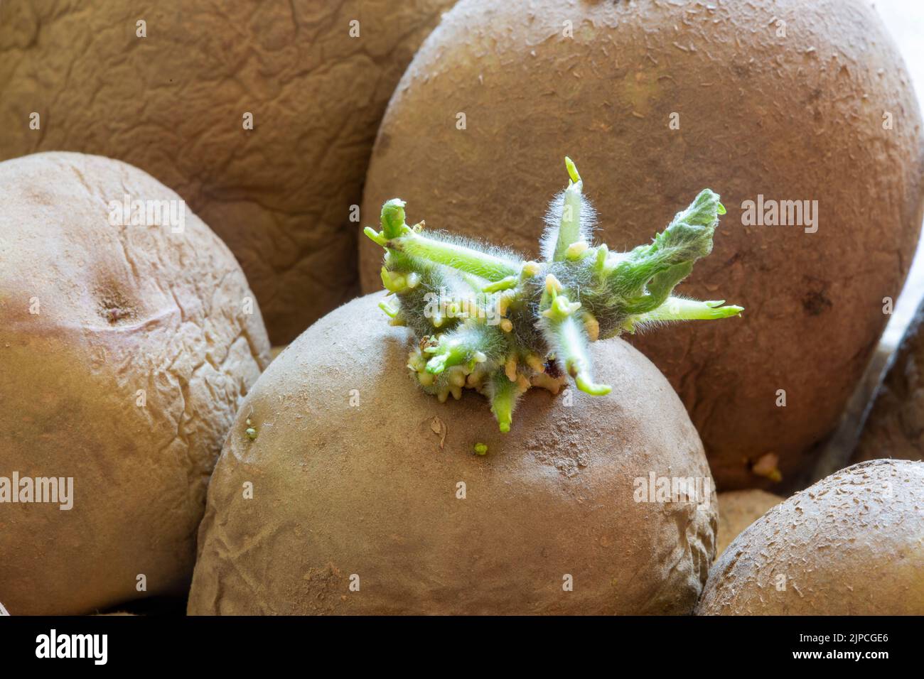 potato chitting seed potatoes - Orla seed potatoes chitting in ...