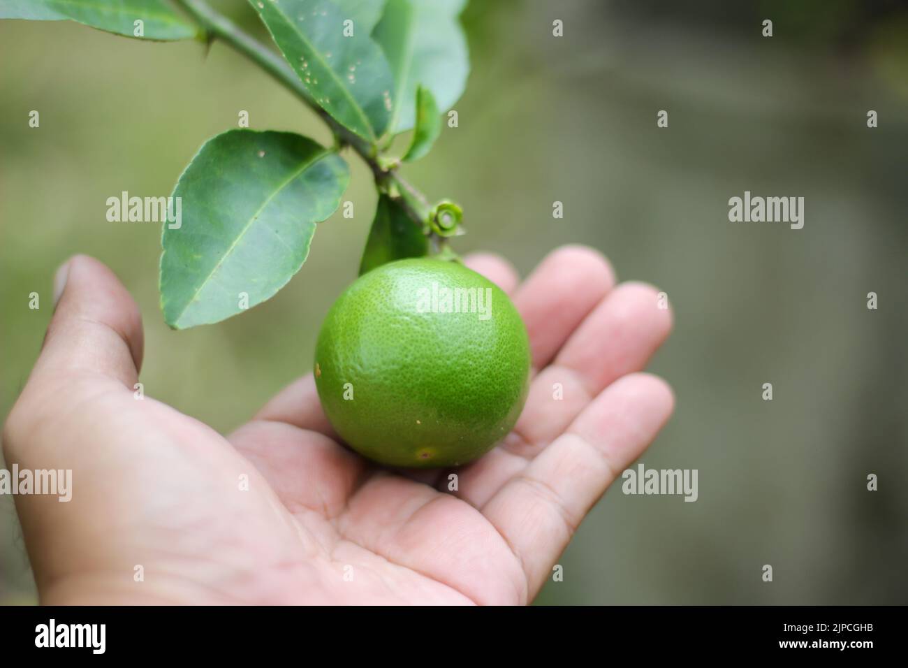 Lemon picking hi-res stock photography and images - Alamy