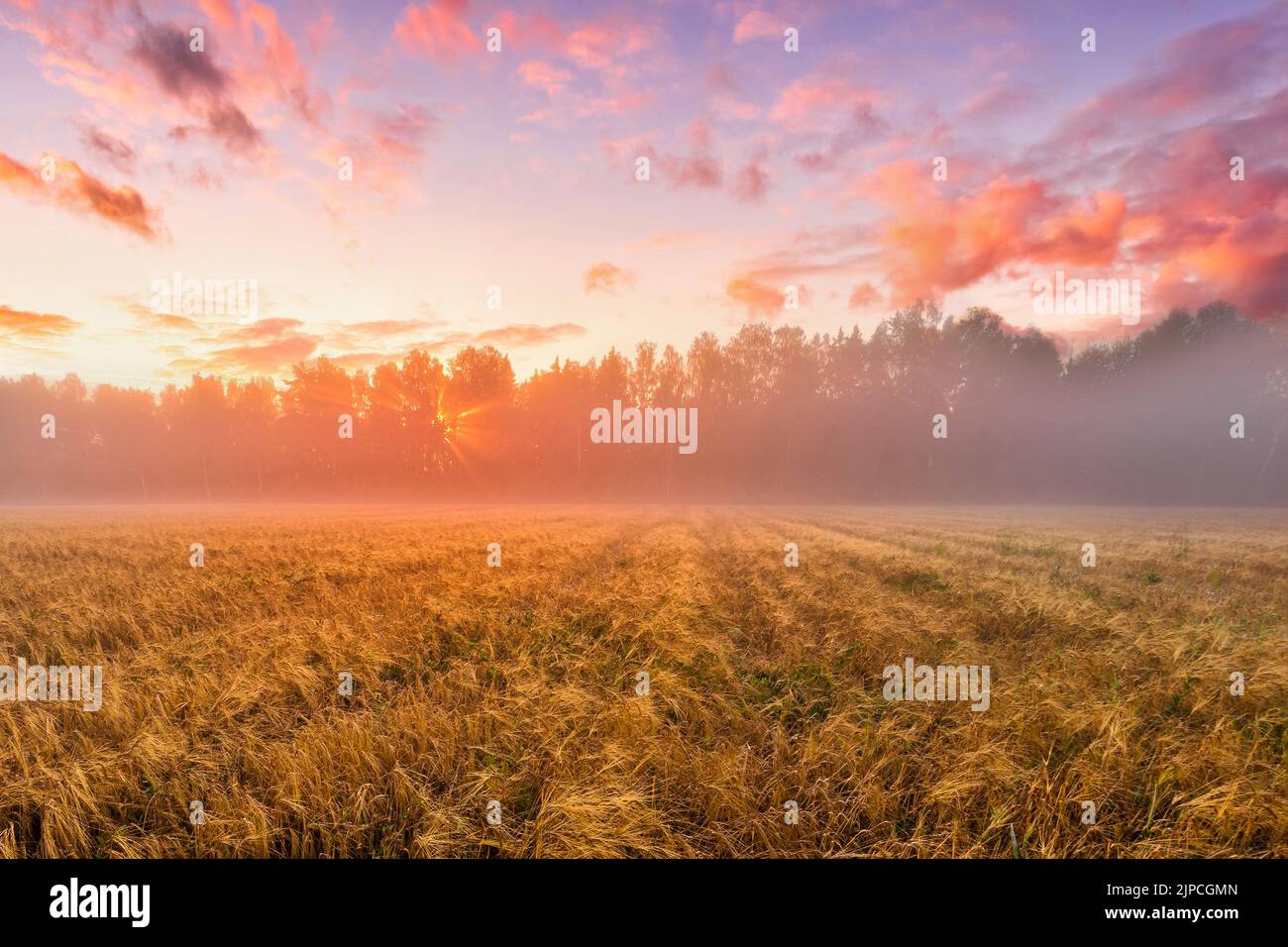 Sunrise in an agricultural field with fog and golden rye covered with ...