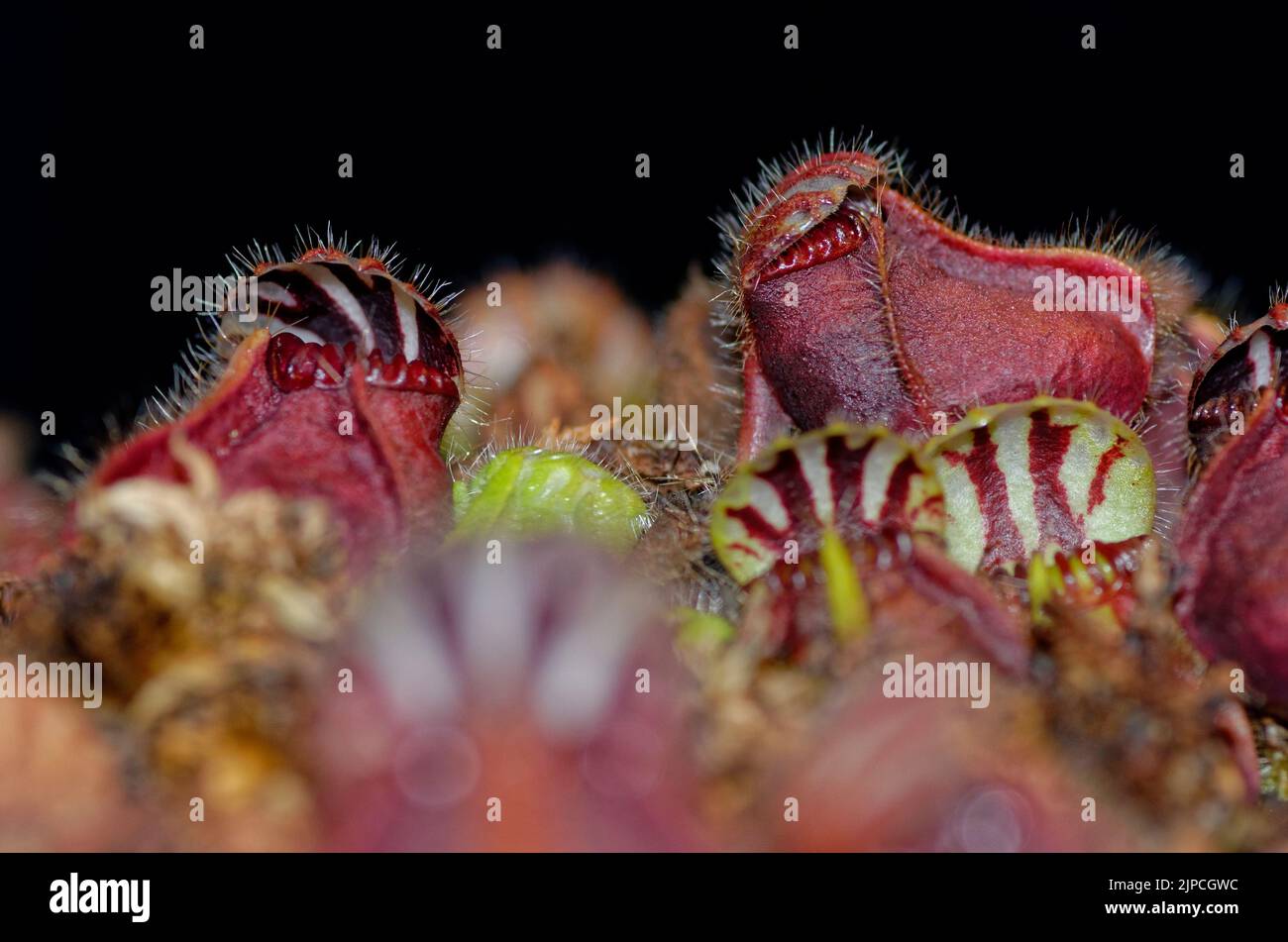 Cephalotus follicularis traps hi-res stock photography and images - Alamy