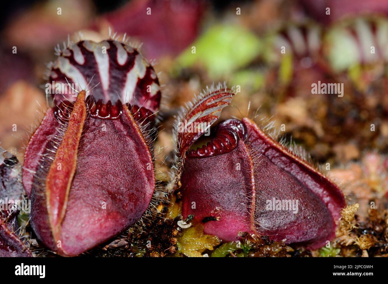 Cephalotus follicularis traps hi-res stock photography and images - Alamy