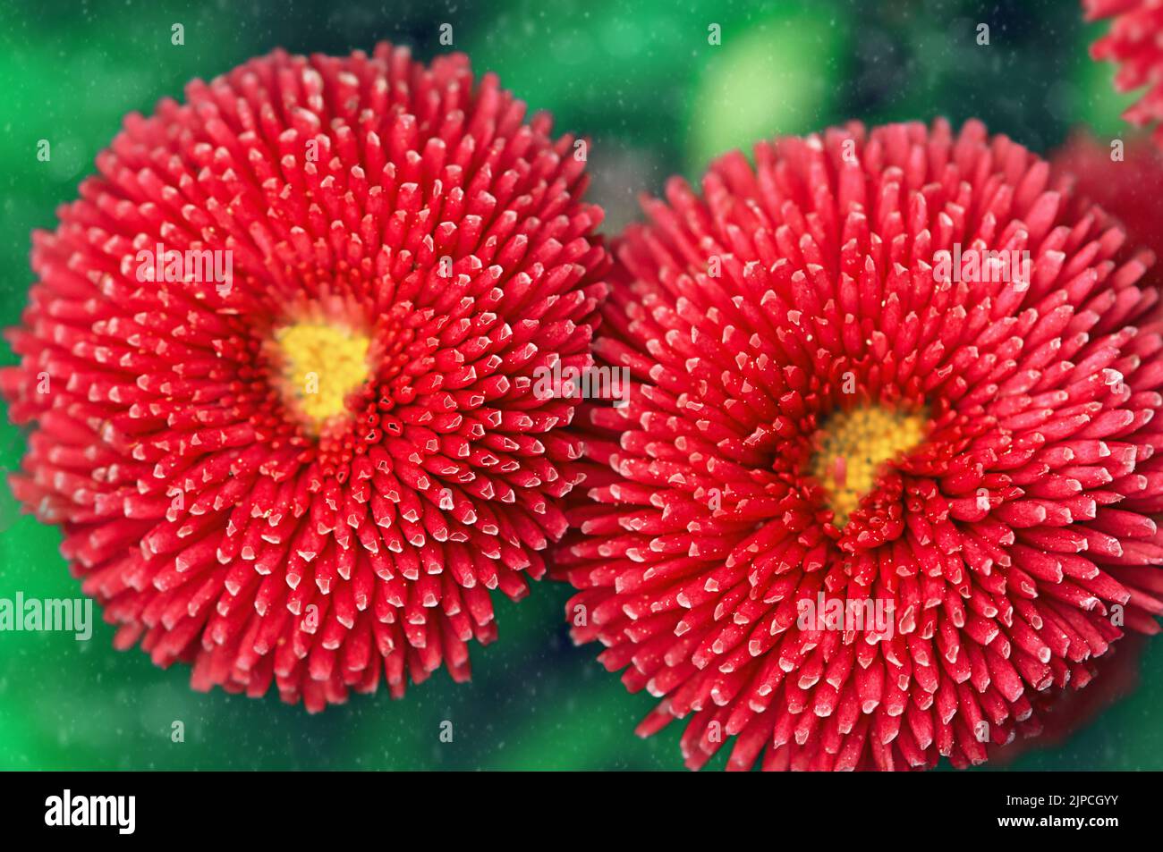two daisy flower close-up, beautiful summer background Stock Photo - Alamy