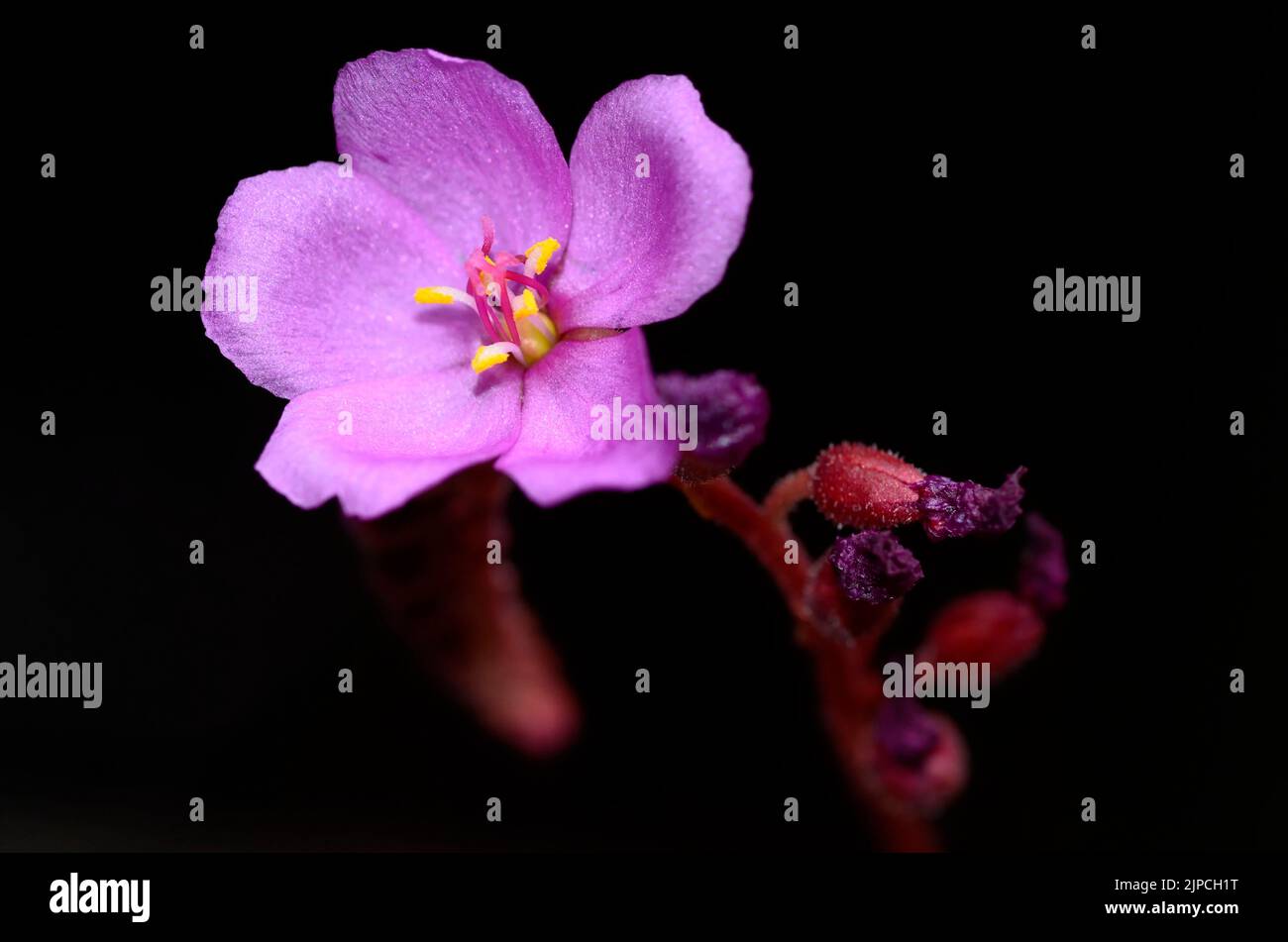 Carnivorous plant flower hi-res stock photography and images - Alamy