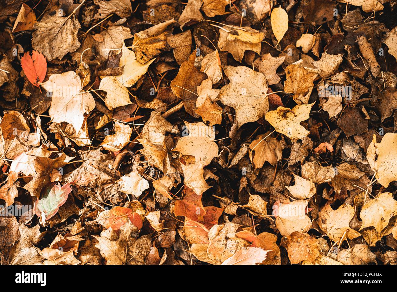 The top view of a stack of colorful autumn leaves - beautiful fall ...