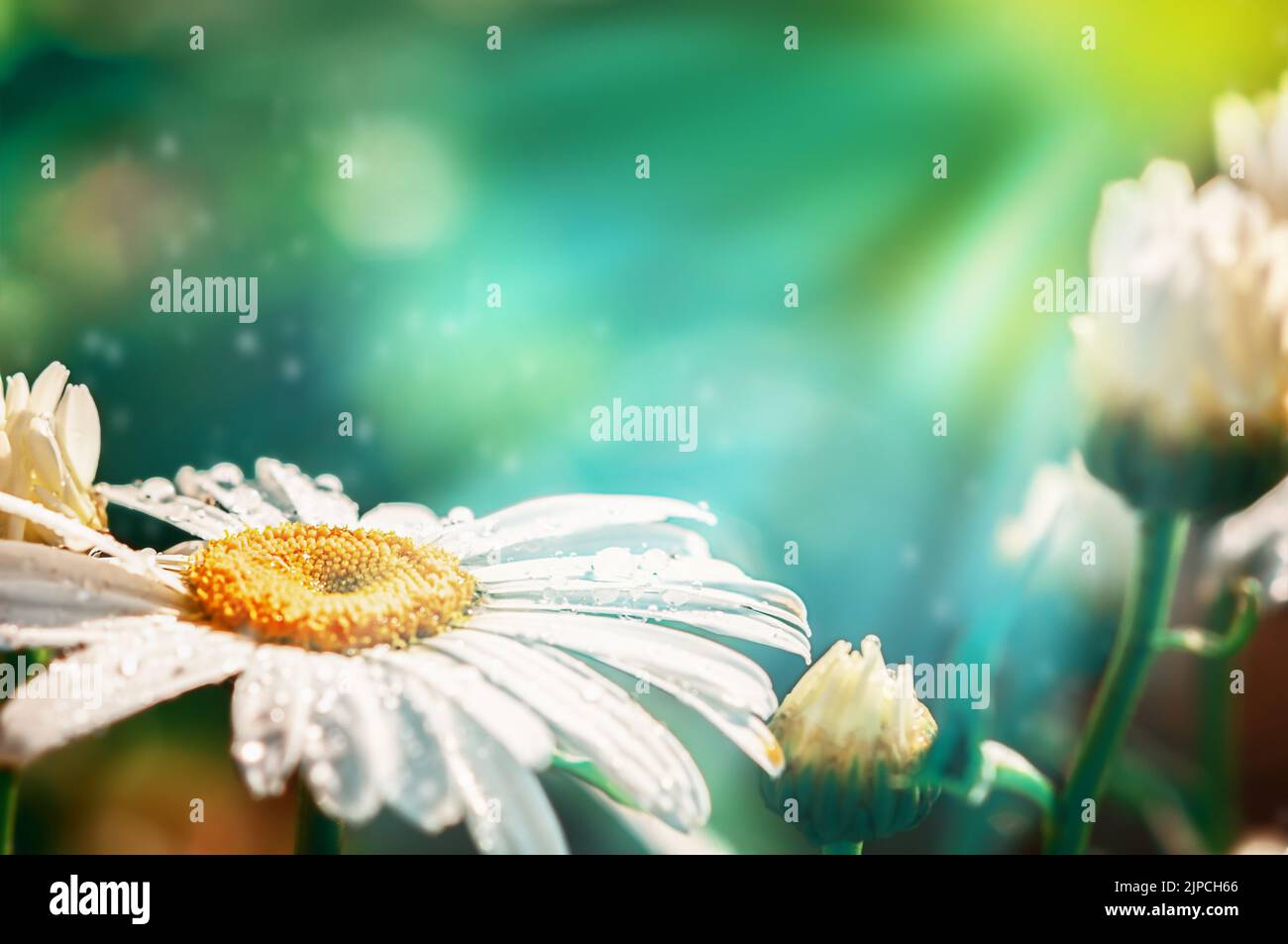 chamomile on a natural background, side view Stock Photo - Alamy