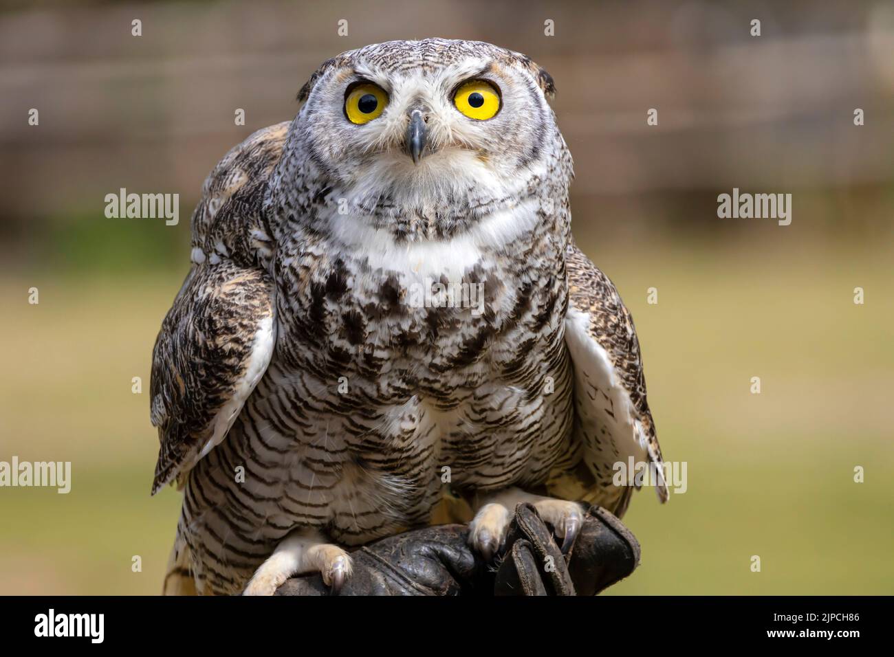 Owl wing feathers close hi-res stock photography and images - Alamy